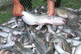 Marketing, Farm Management, and Agribusiness | Agricultural Economics ...